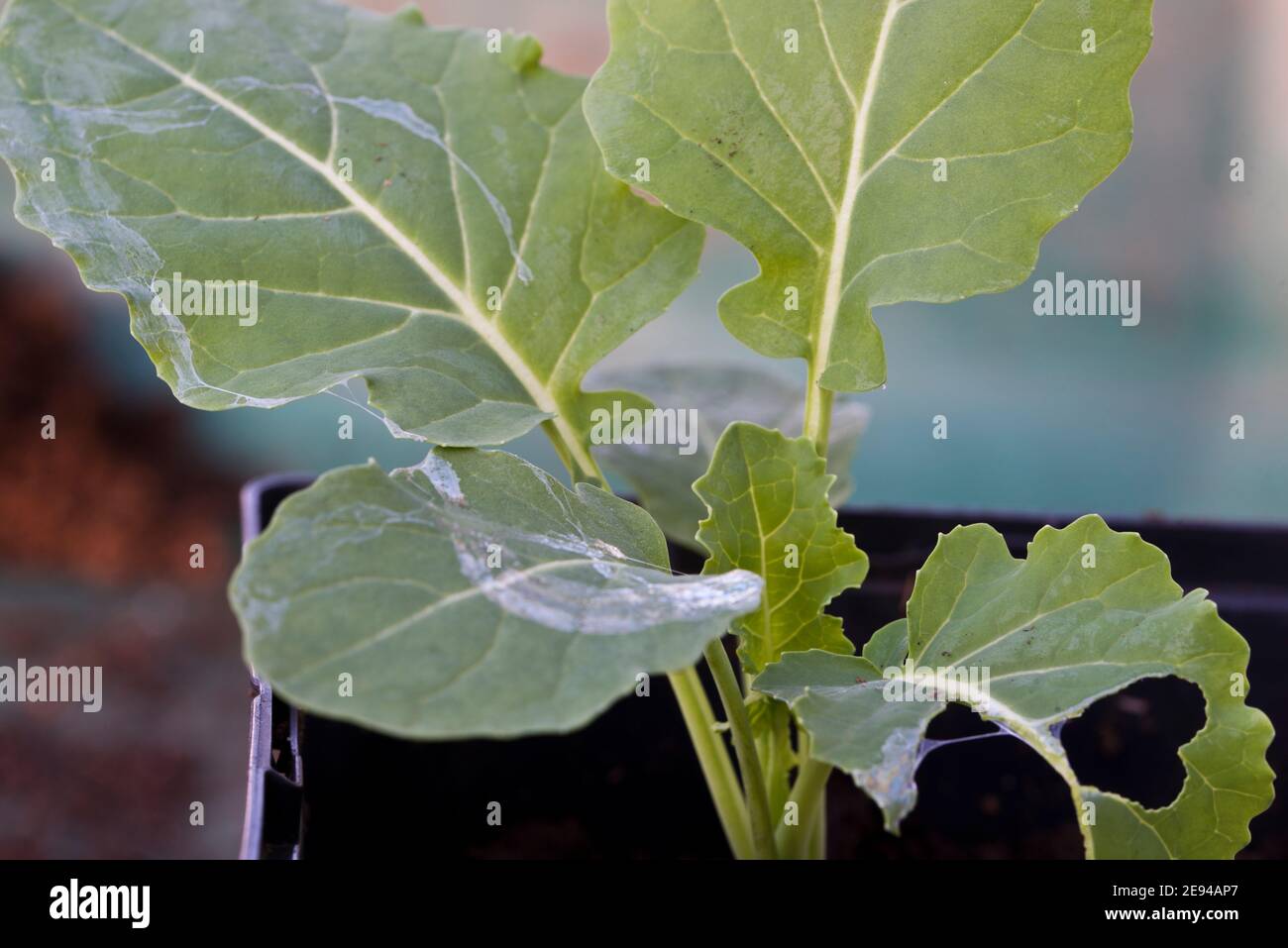 Slug damage on a cabbage plant Stock Photo - Alamy
