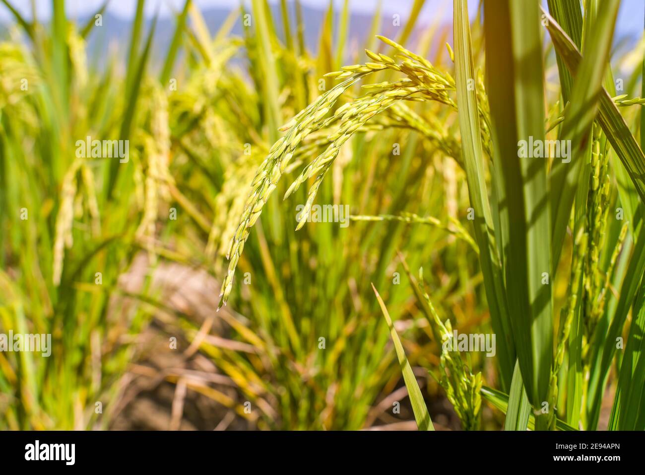 Rice field on rice paddy green color lush growing is a agriculture ...