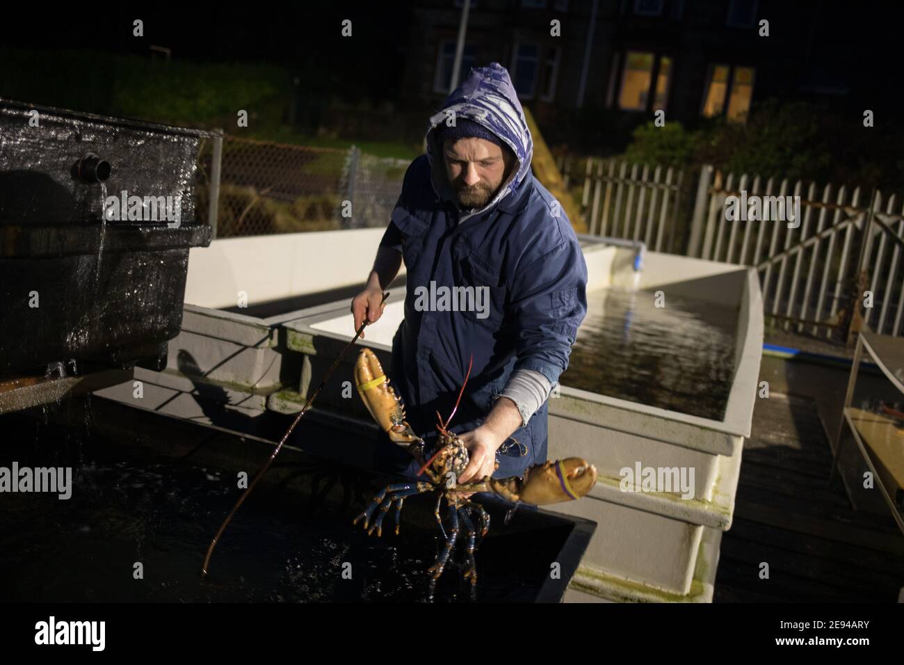 Jamie McMillan at Loch Fyne Seafarms, sorting scallops, lobsters and ...
