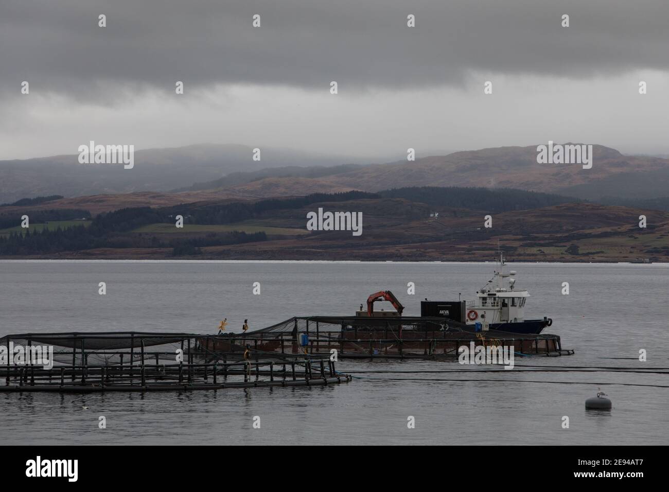 Salmon fish farms in Loch Fyne, in Argyllshire, Scotland, UK, 11th ...