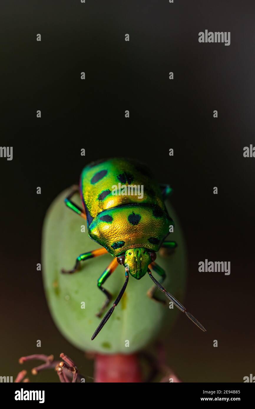 Jewel beetle wings hi-res stock photography and images - Alamy