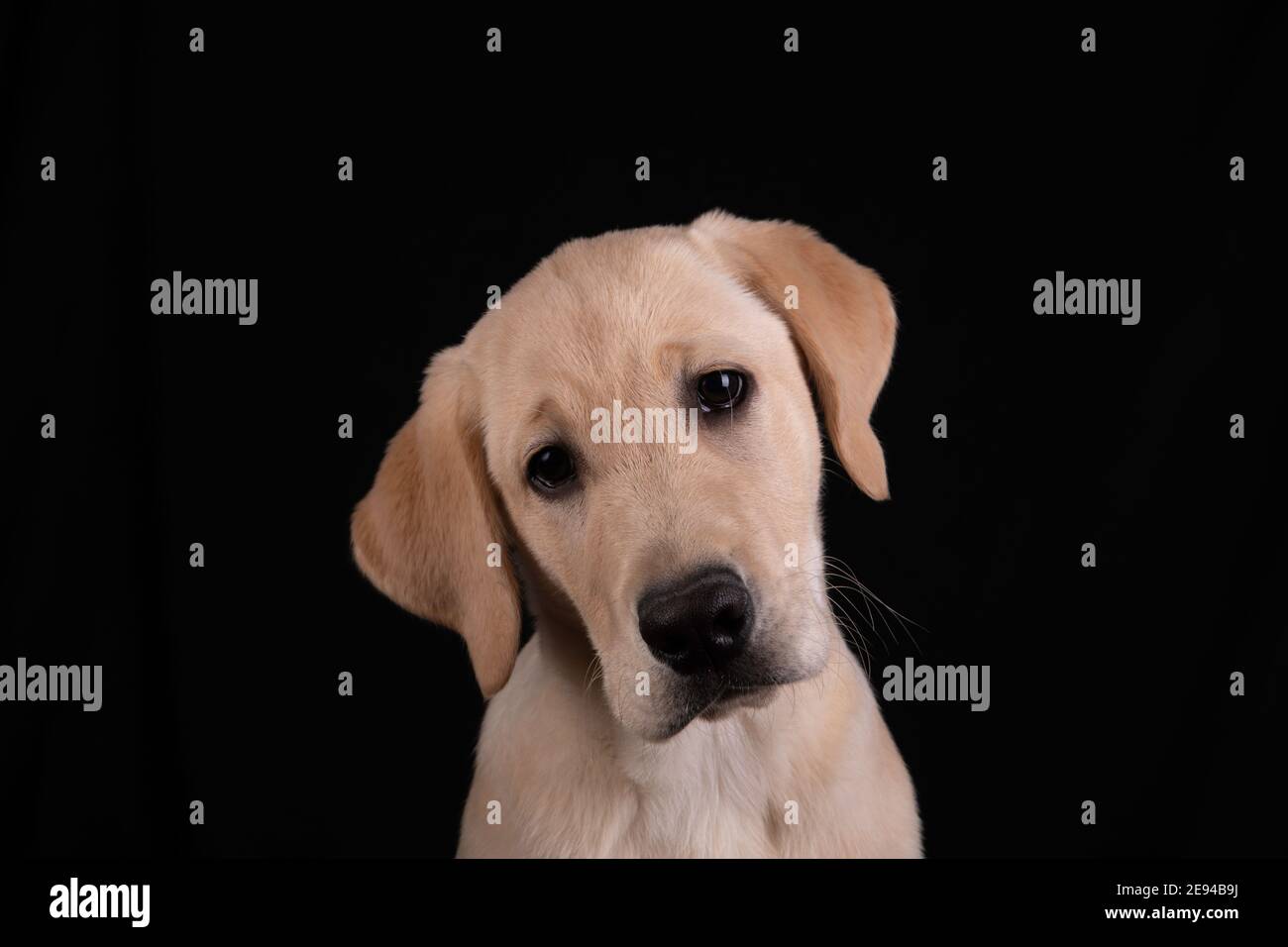 the most adorable puppy eyes labrador baby portrait on black background ...