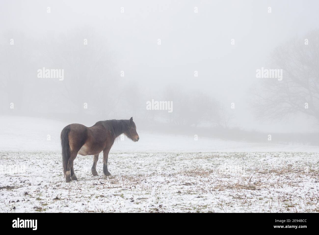 Horse in field in winter with snow and mist, Llanfoist, Wales, UK Stock ...
