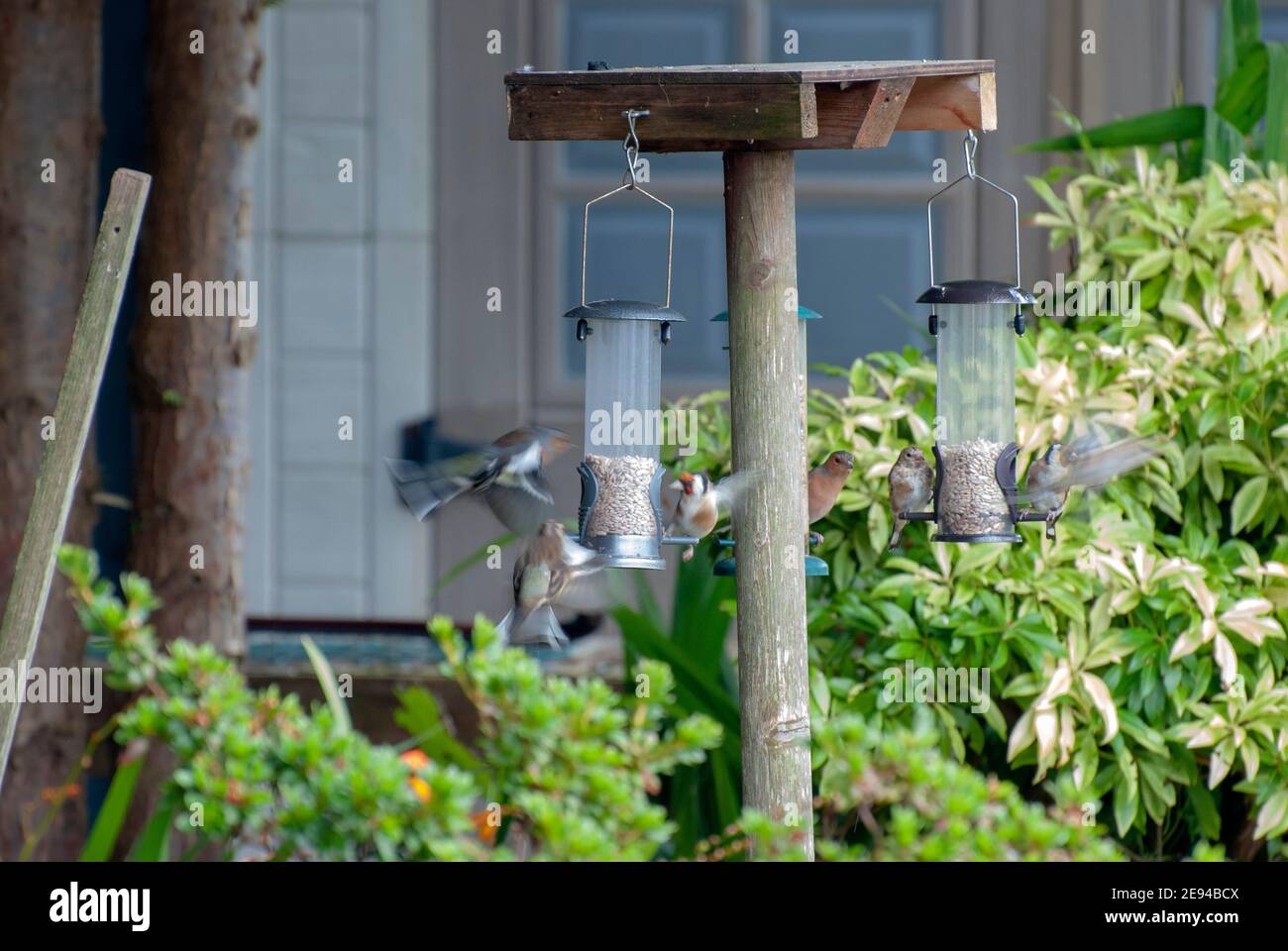 Garden birds feeding hi-res stock photography and images - Alamy