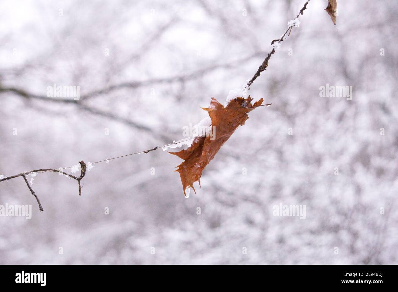 Leave in the air with ice and snow Stock Photo - Alamy