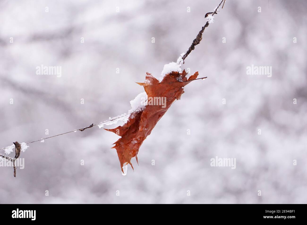 Leave ice hi-res stock photography and images - Alamy