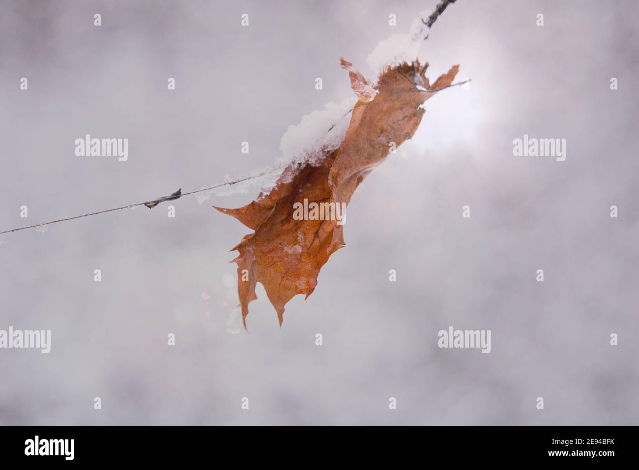 Leave in ice hi-res stock photography and images - Alamy