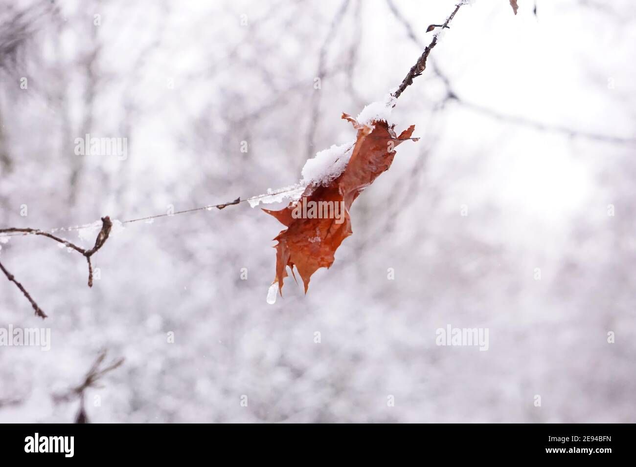 Leave in ice hi-res stock photography and images - Alamy