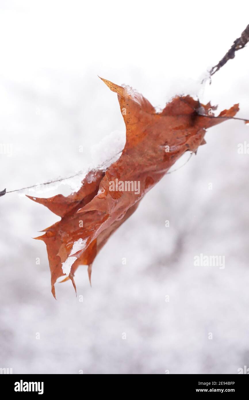 Leave in ice hi-res stock photography and images - Alamy
