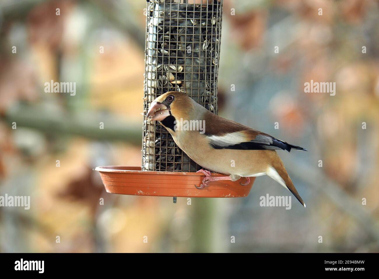 Hawfinch eating in the winter on the feeder, Kernbeißer, Gros-bec casse ...