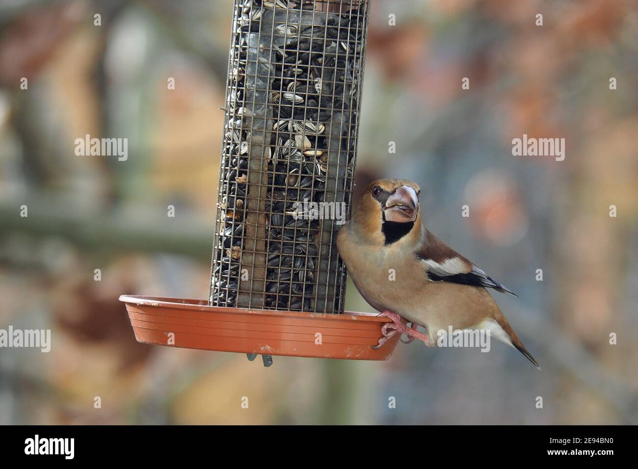 Hawfinch eating in the winter on the feeder, Kernbeißer, Gros-bec casse ...
