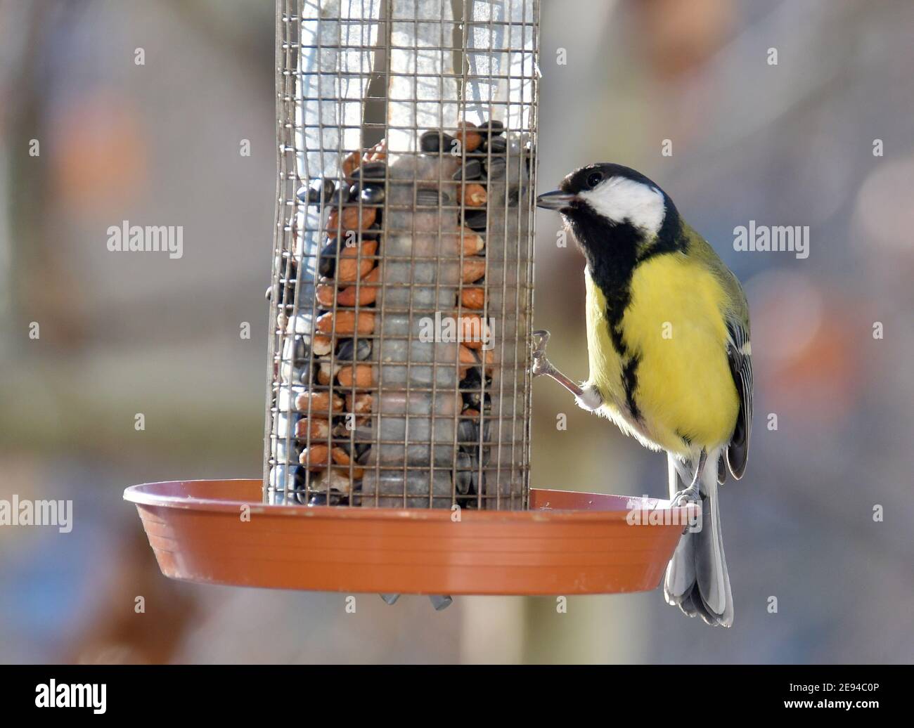 Great tit eating in the winter on the feeder, Kohlmeise, Mésange ...