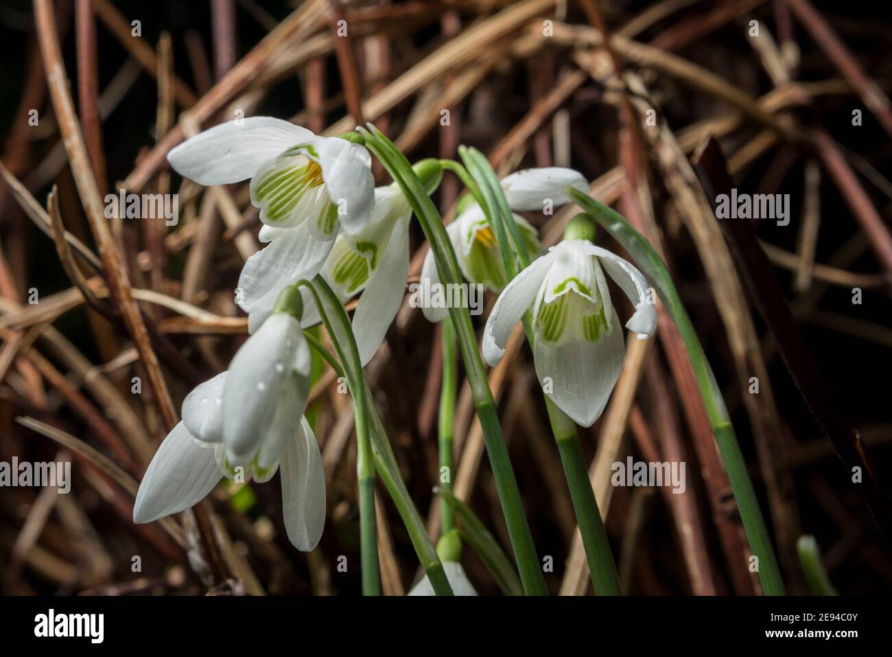 London, UK. 2 February 2021. UK Weather: Snowdrops (Galanthus) in bloom ...