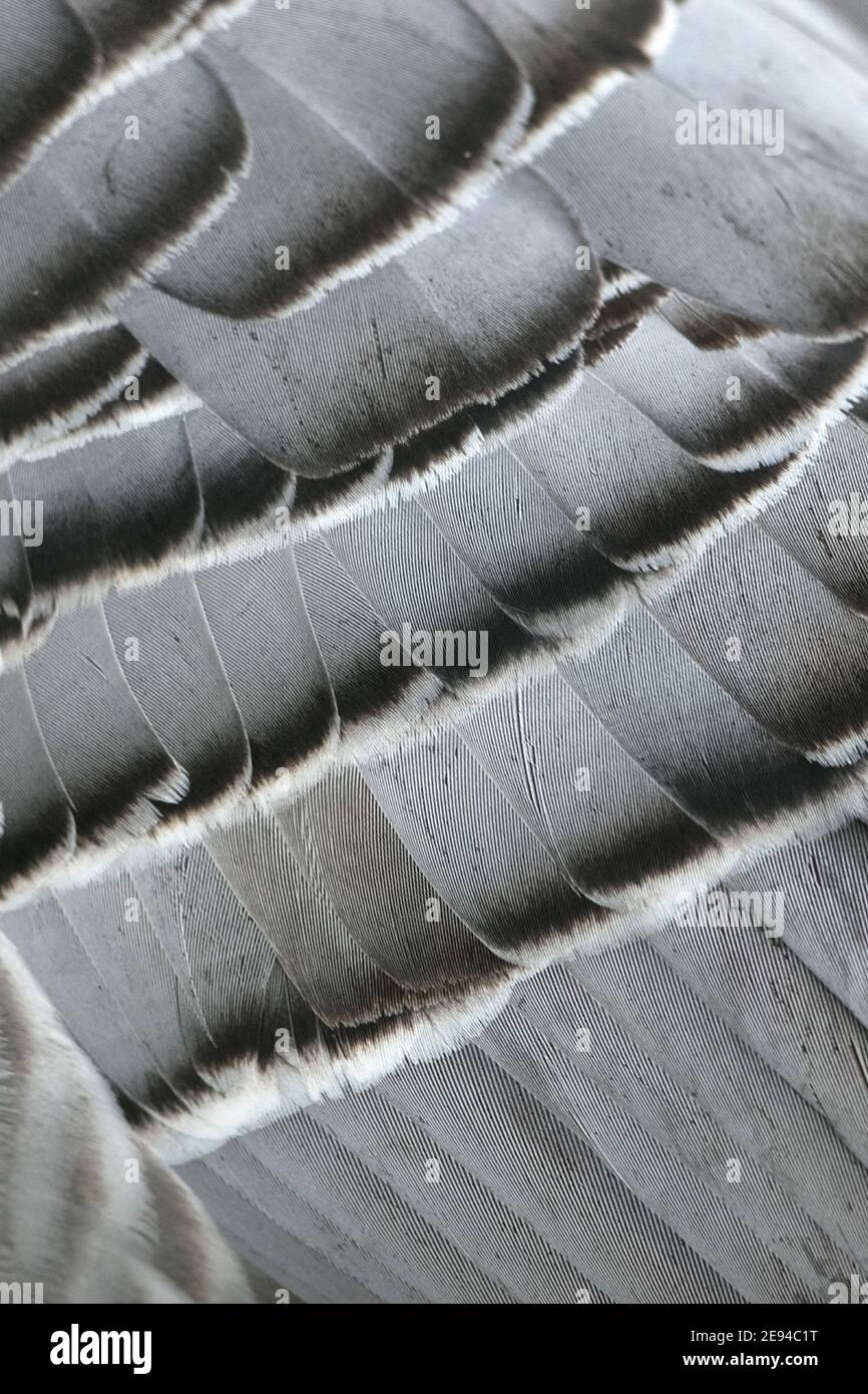 Flank feather hi-res stock photography and images - Alamy