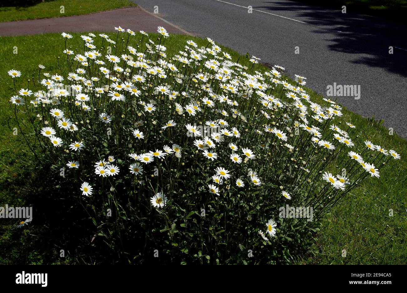 Roadside daisies on the B4102 near Meriden, Warwickshire, UK Stock ...