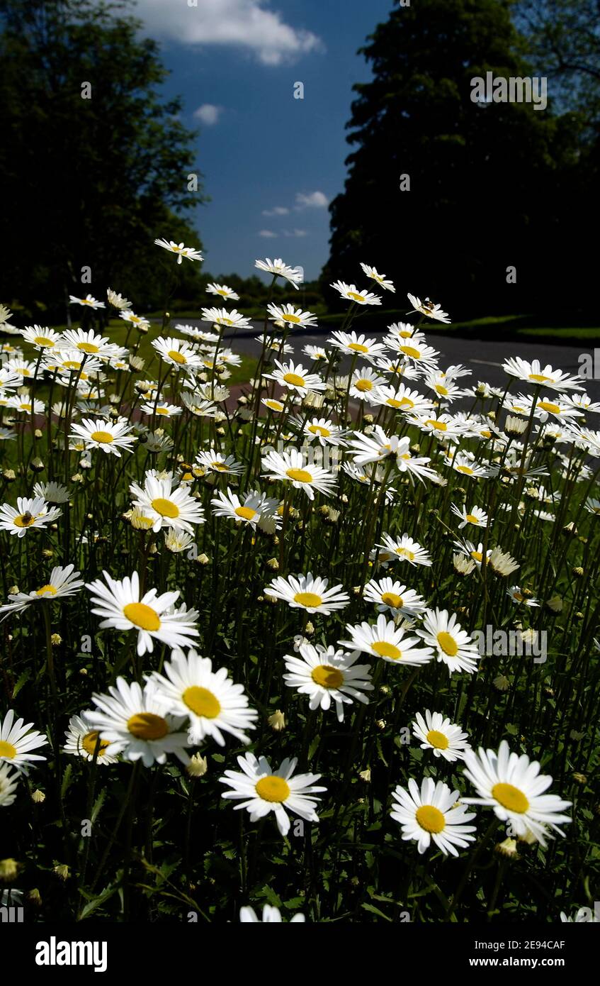 Roadside daisies on the B4102 near Meriden, Warwickshire, UK Stock ...