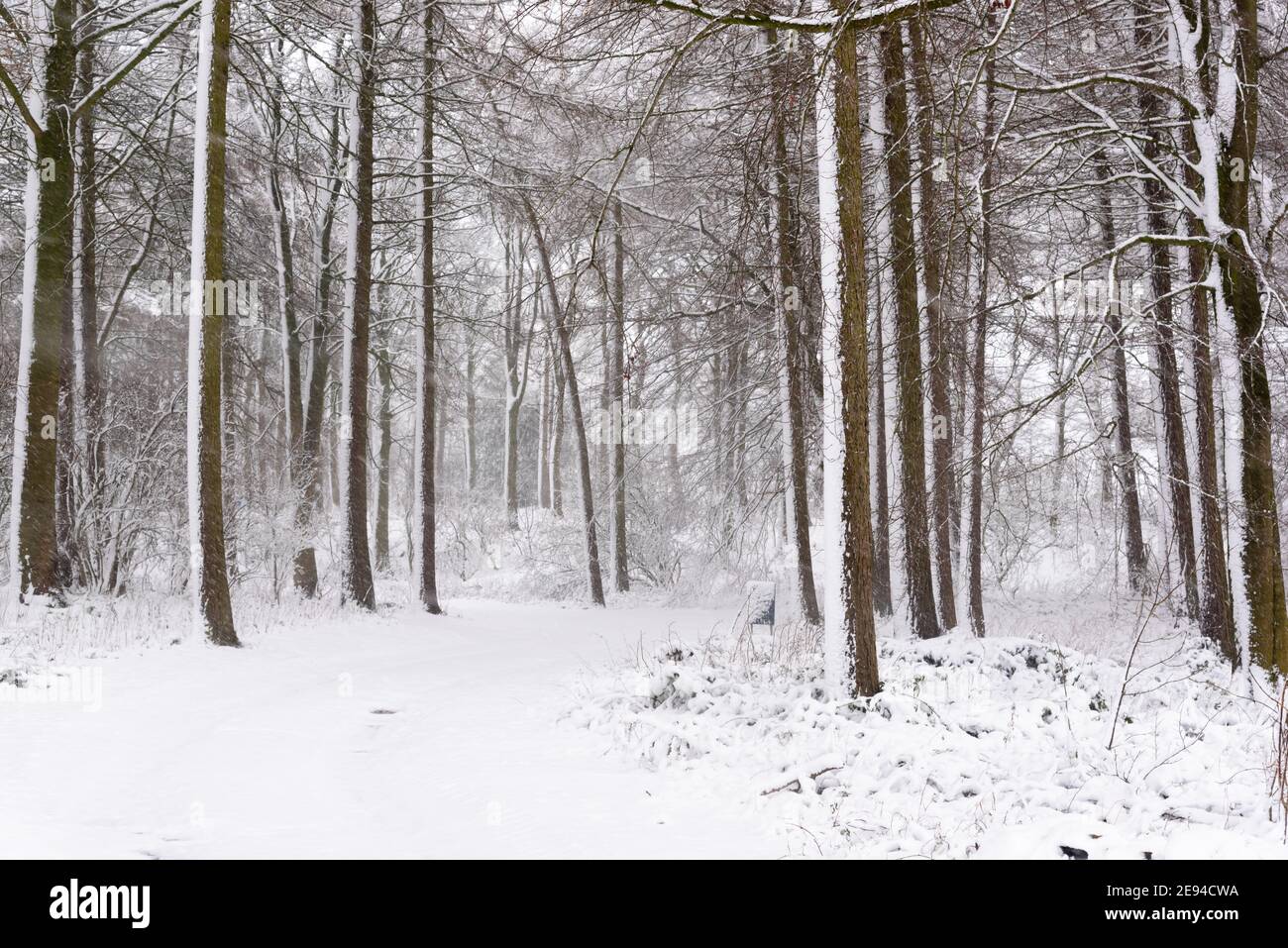 Heavy tree trunks hi-res stock photography and images - Alamy