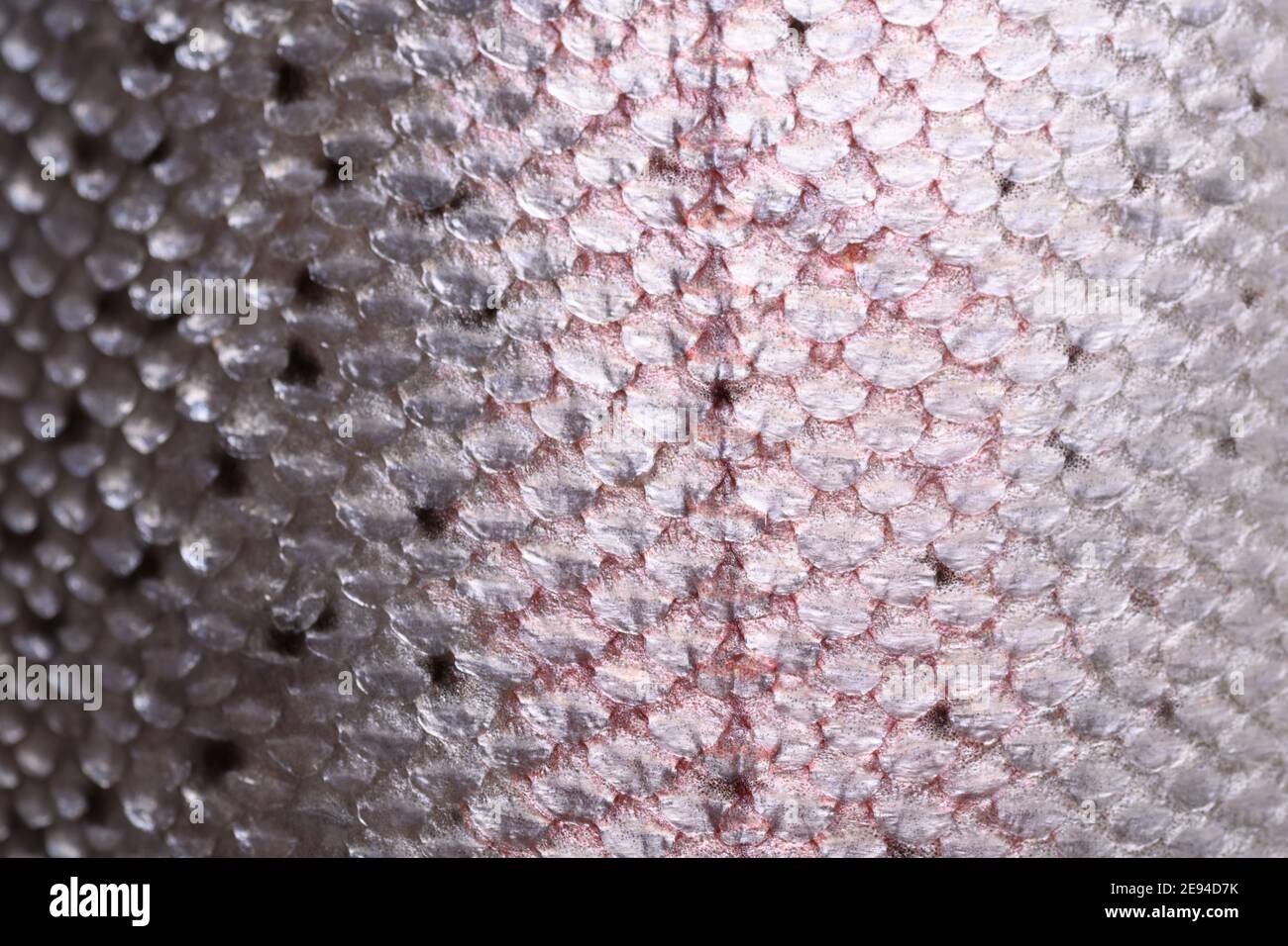 Grey scales of red fish macro background Stock Photo - Alamy
