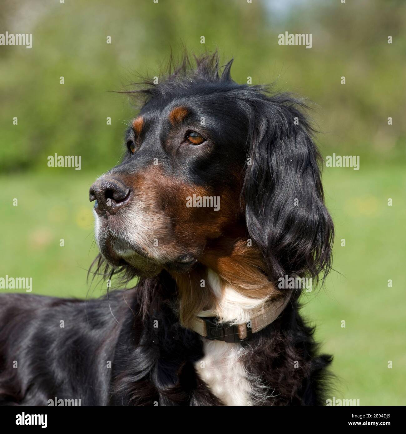 gordon setter dog Stock Photo - Alamy
