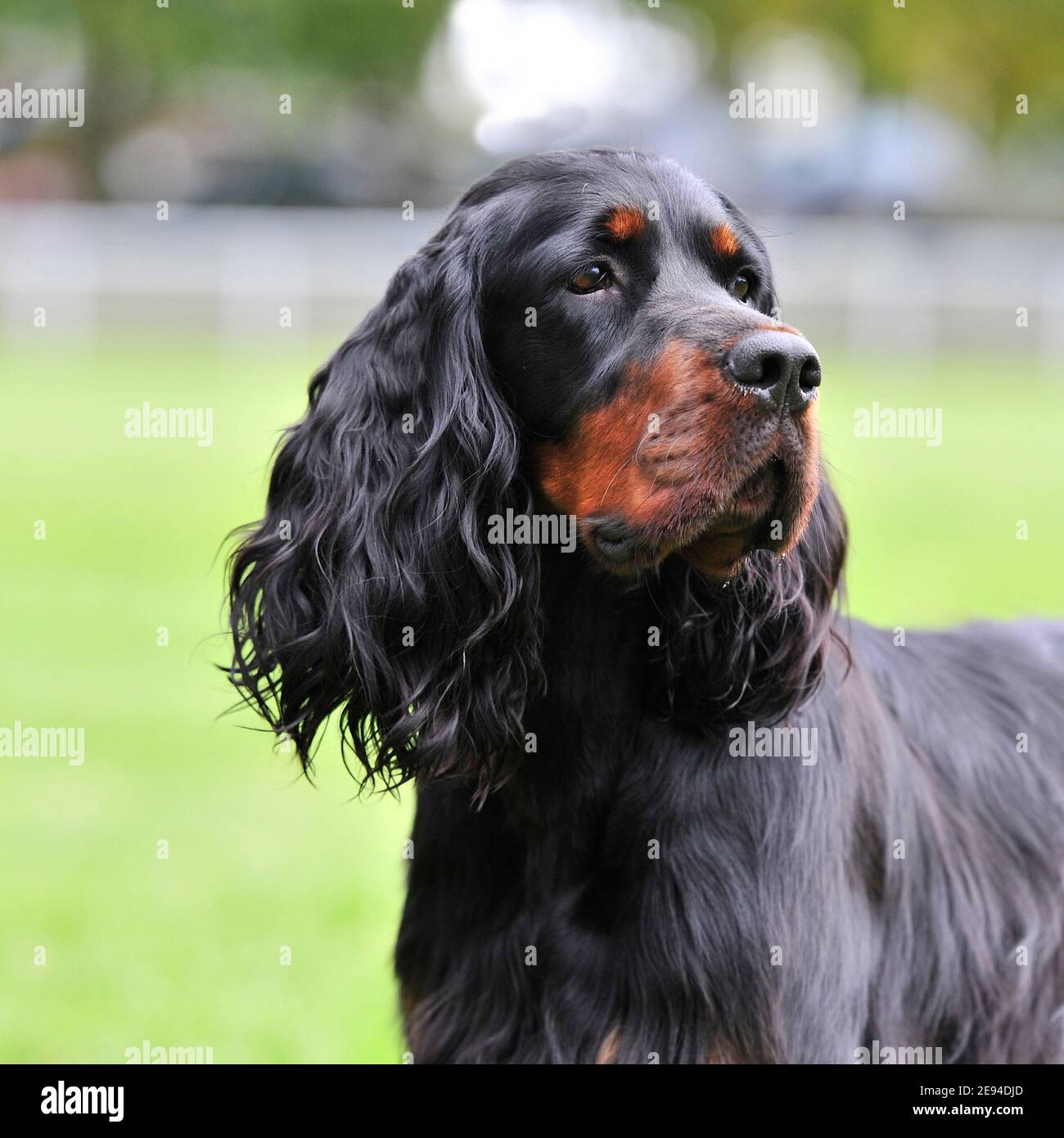 gordon setter dog Stock Photo - Alamy