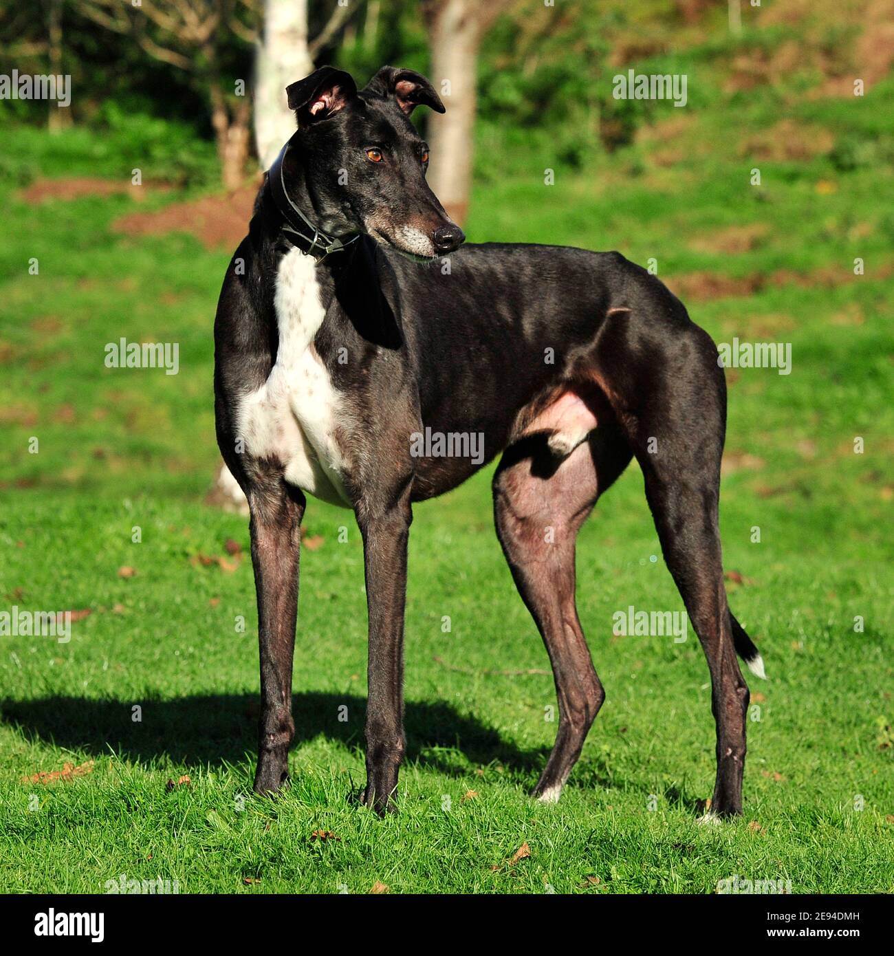 Rescue black greyhound hi-res stock photography and images - Alamy