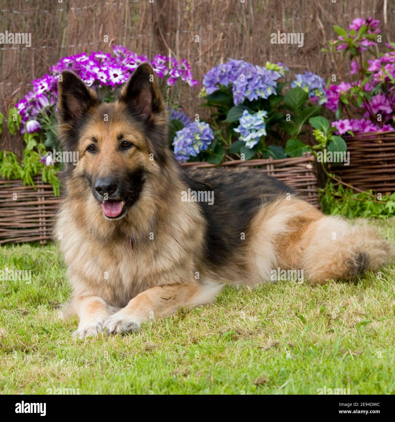 german shepherd dog Alsatian Stock Photo - Alamy