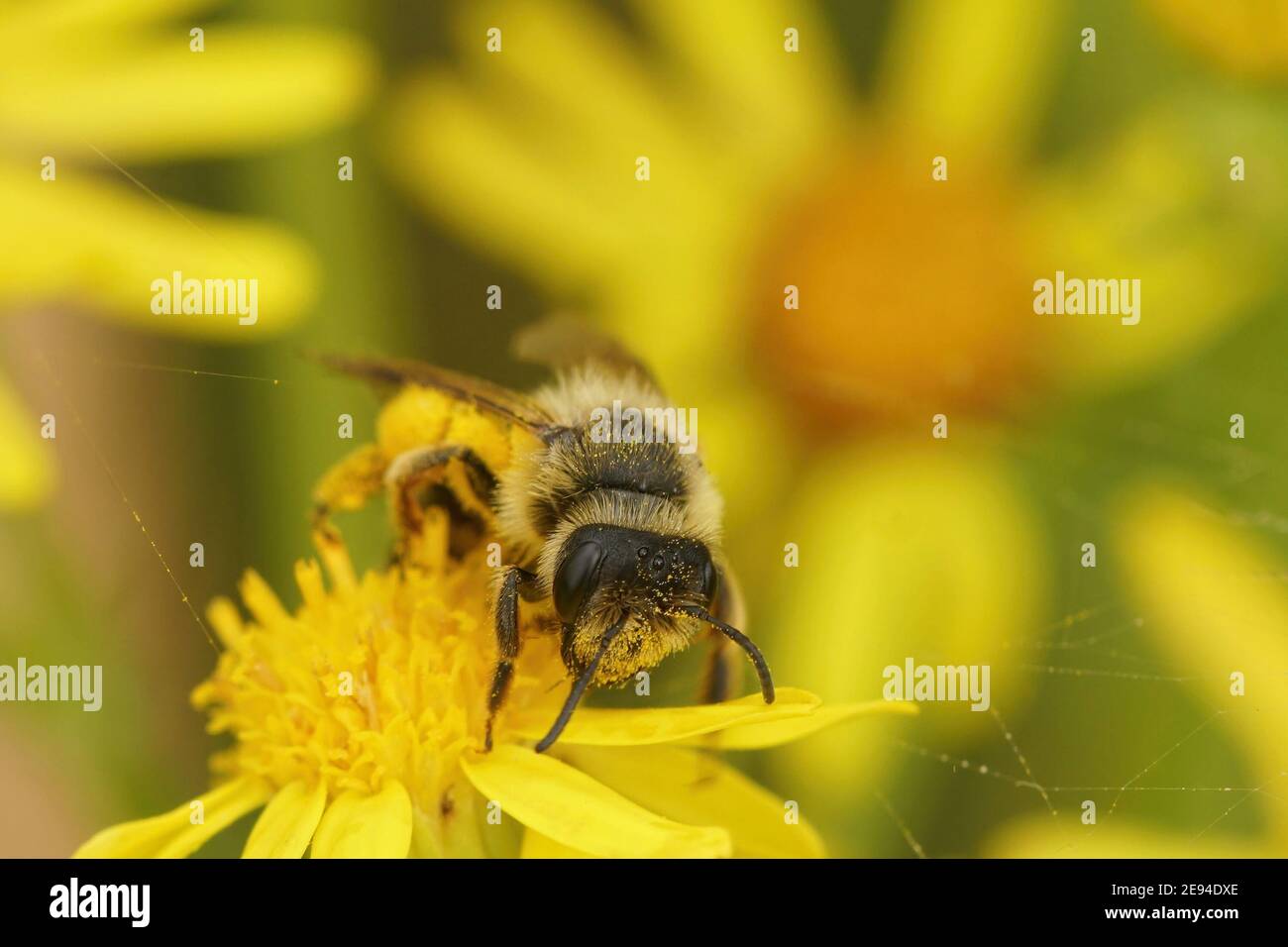 Frontal close up of a Yellow-legged Mining Bee, Andrena flavipes Stock ...
