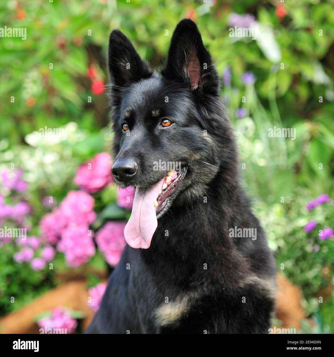 german shepherd dog Alsatian Stock Photo - Alamy