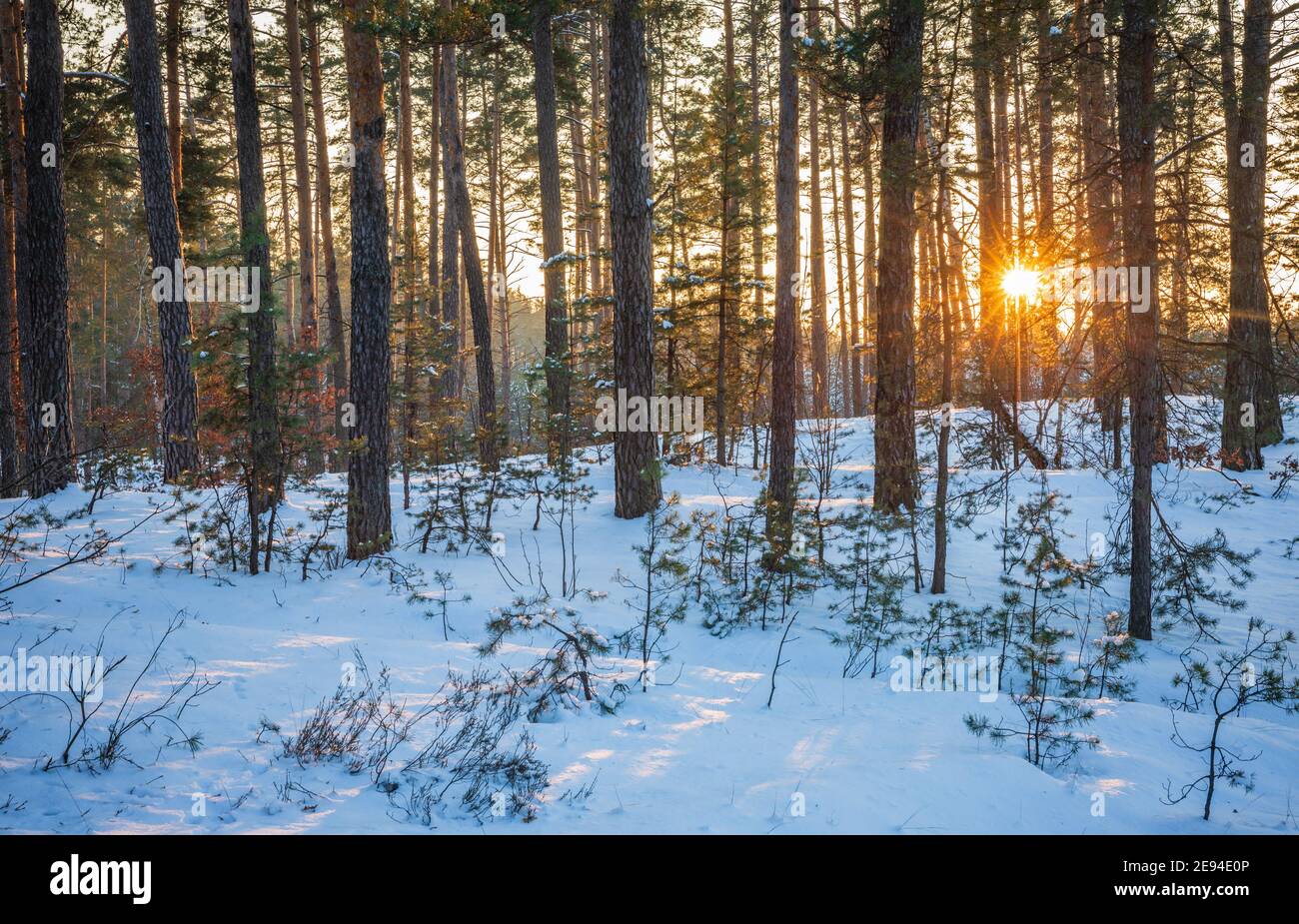 Winter snow forest at sunset, Ukraine Stock Photo - Alamy