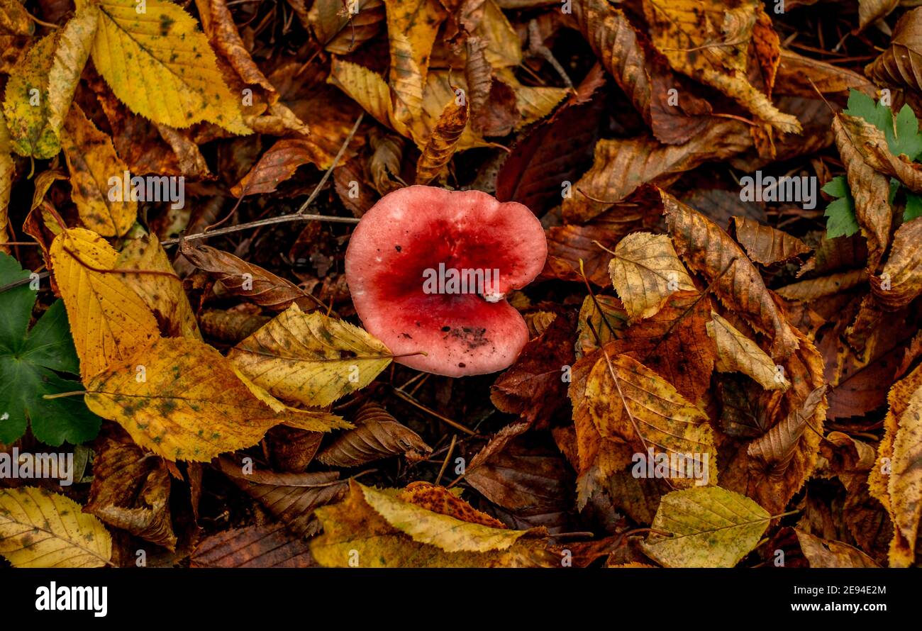 Withered leg hi-res stock photography and images - Alamy