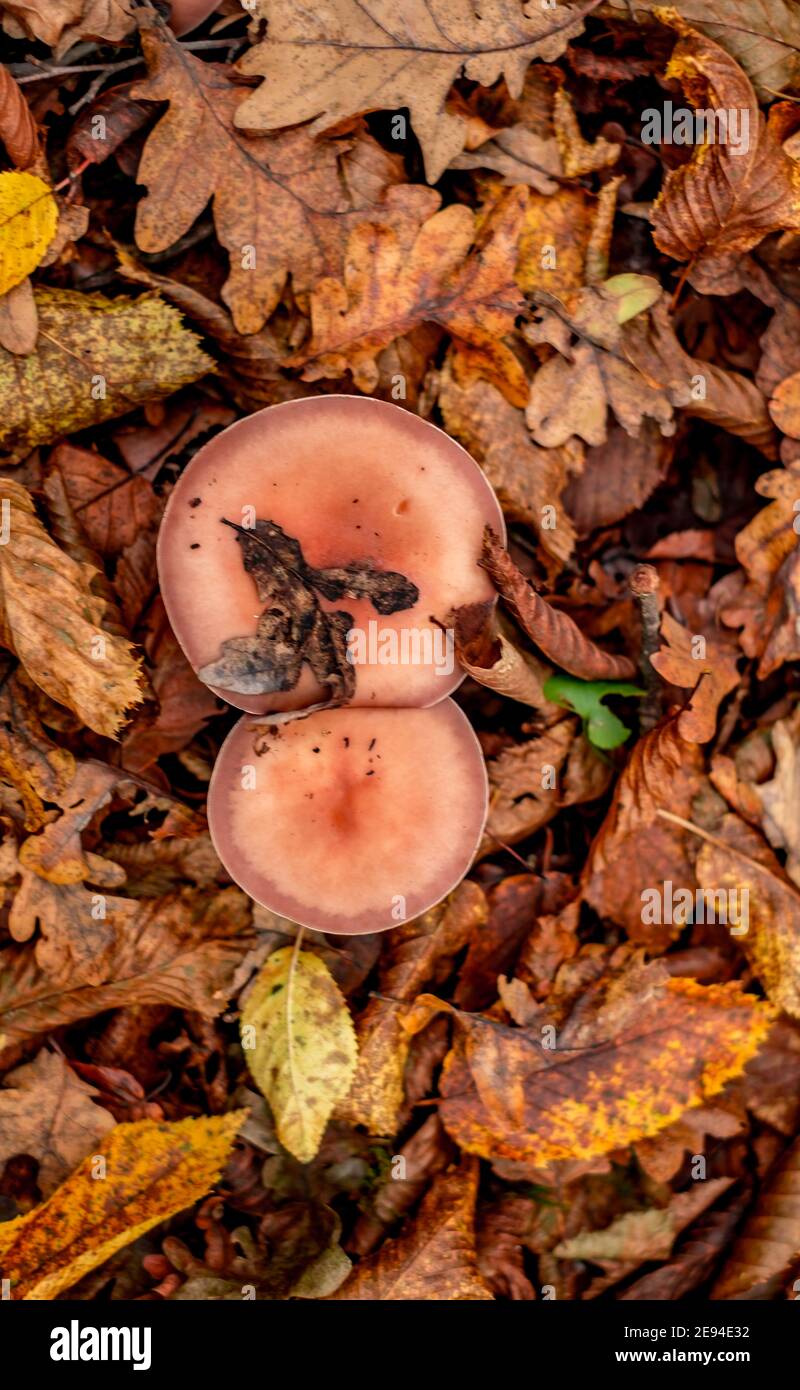 Withered leg hi-res stock photography and images - Alamy