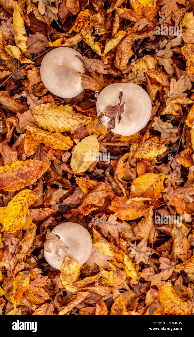 Withered leg hi-res stock photography and images - Alamy