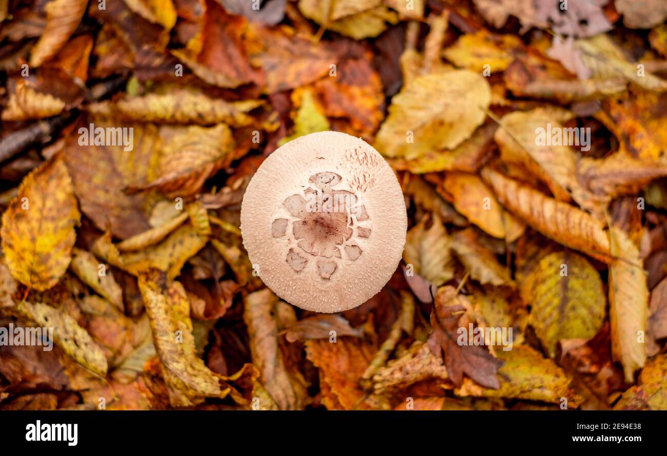 mushrooms among the autumn leaves Stock Photo - Alamy