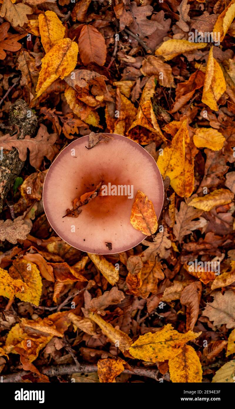 Withered leg hi-res stock photography and images - Alamy