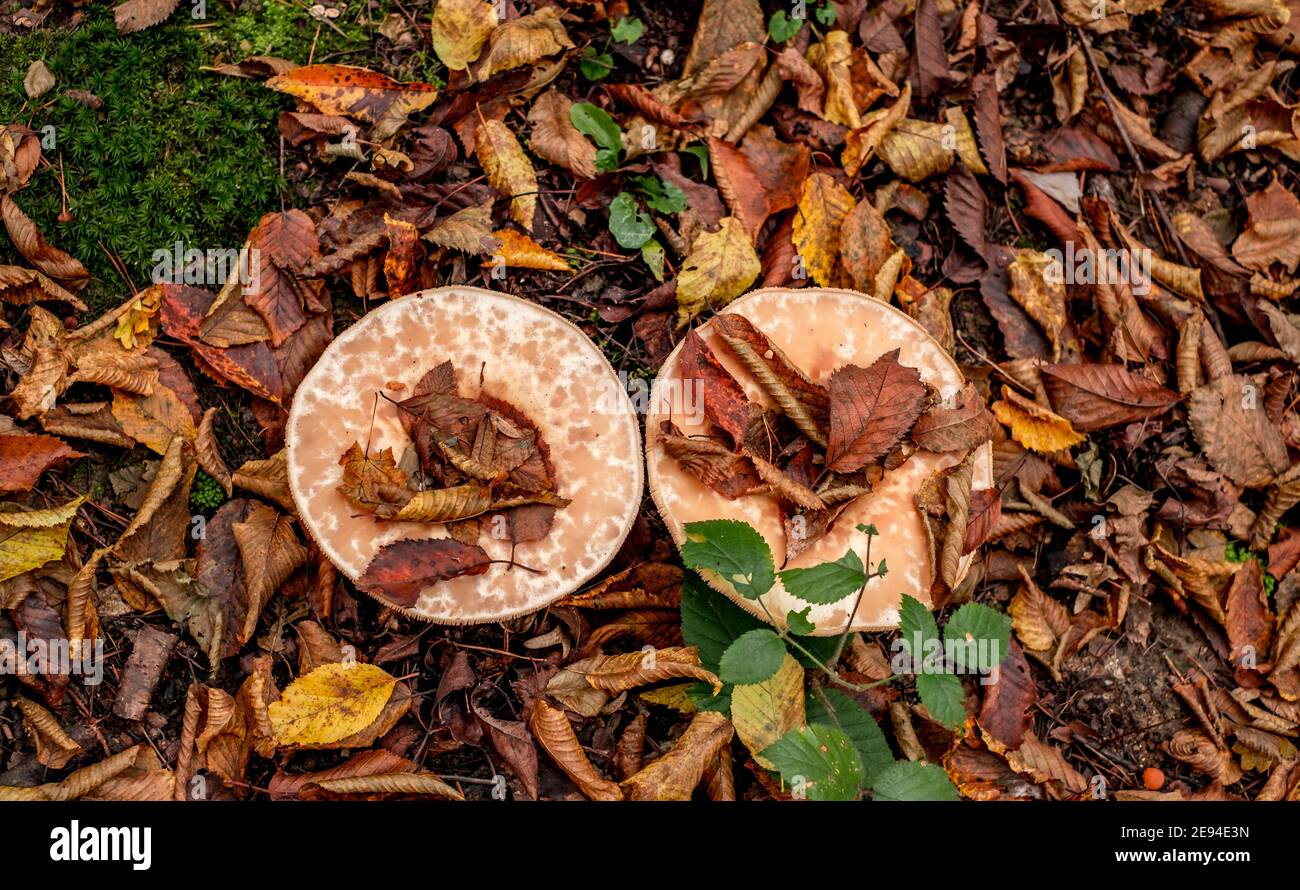 Withered leg hi-res stock photography and images - Alamy