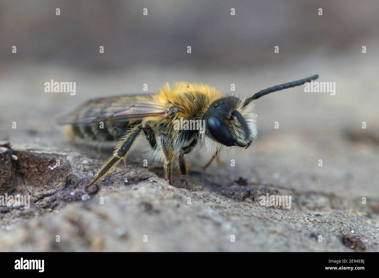 Close up of the male of the heather mining-bee, Andrena fuscipes Stock ...