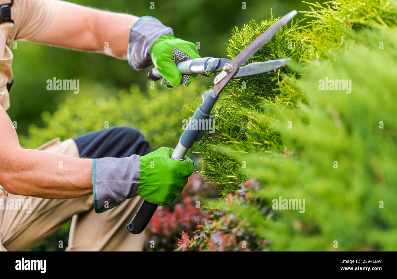 Caucasian Gardener in His 40s Trimming Plants Using Professional ...
