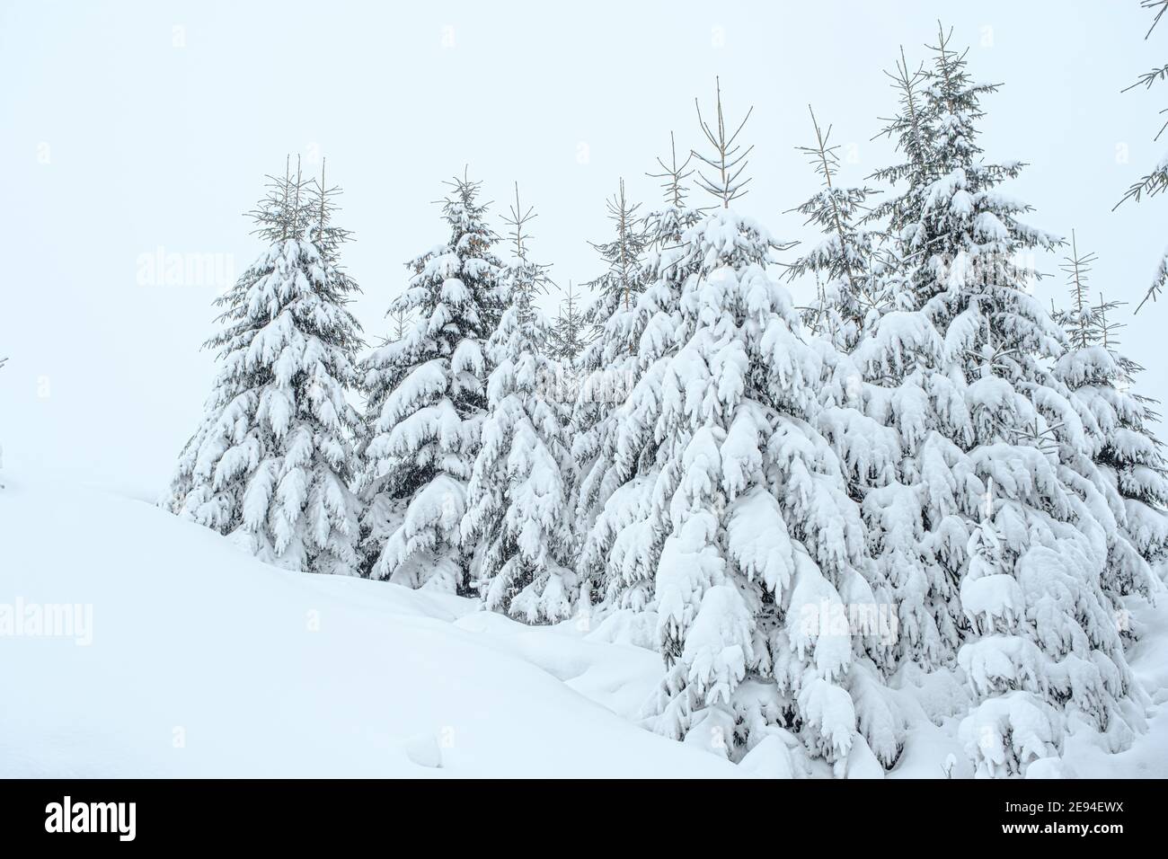 Tree falling over wall hi-res stock photography and images - Alamy