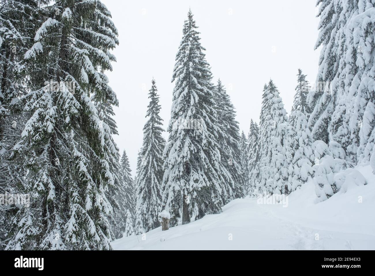 Tree falling over wall hi-res stock photography and images - Alamy