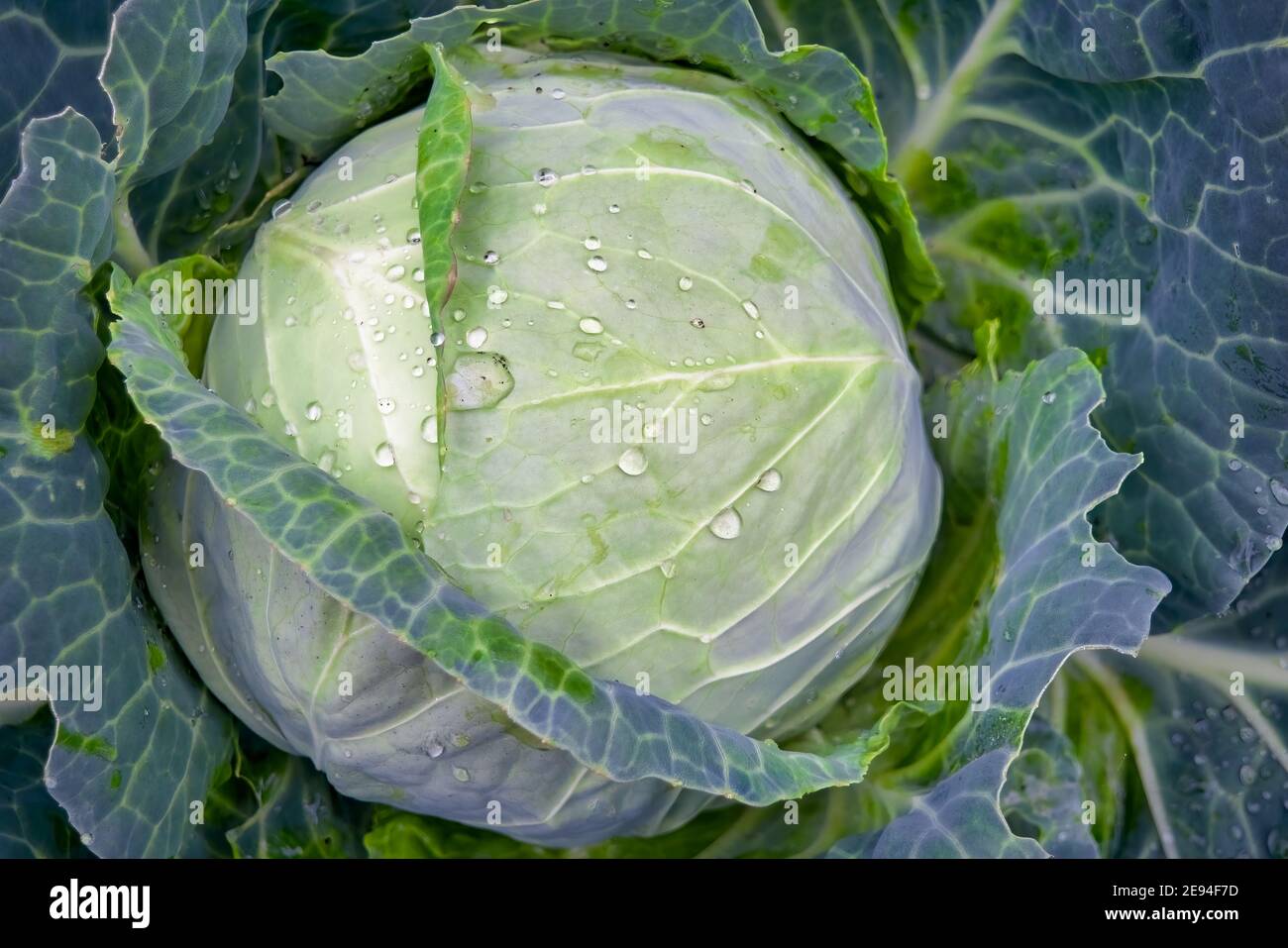 Raw fresh organic young headed cabbage. White cabbage growing in the ...