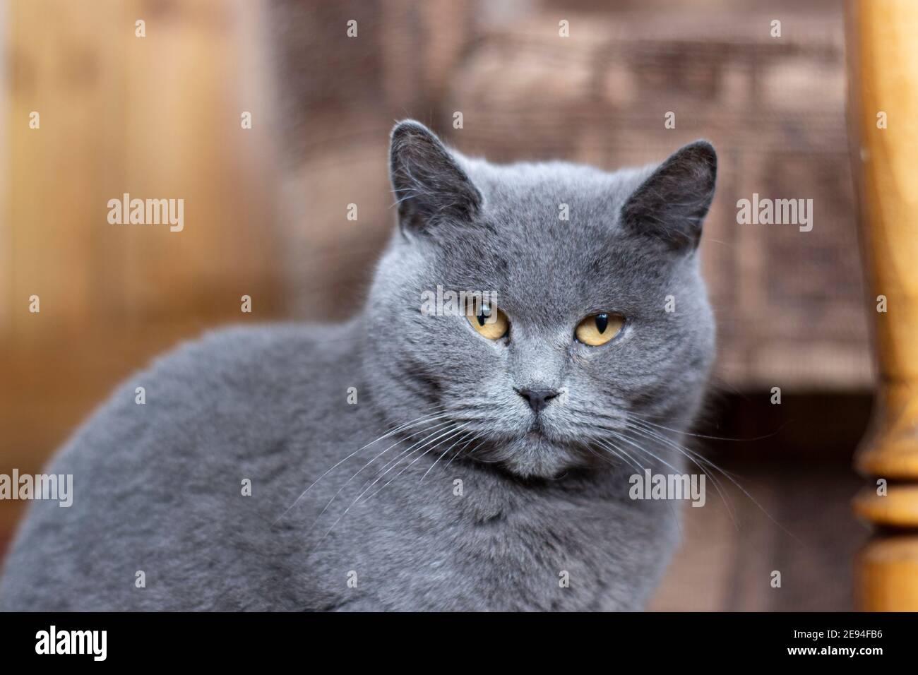 Gray young british cat hi-res stock photography and images - Alamy