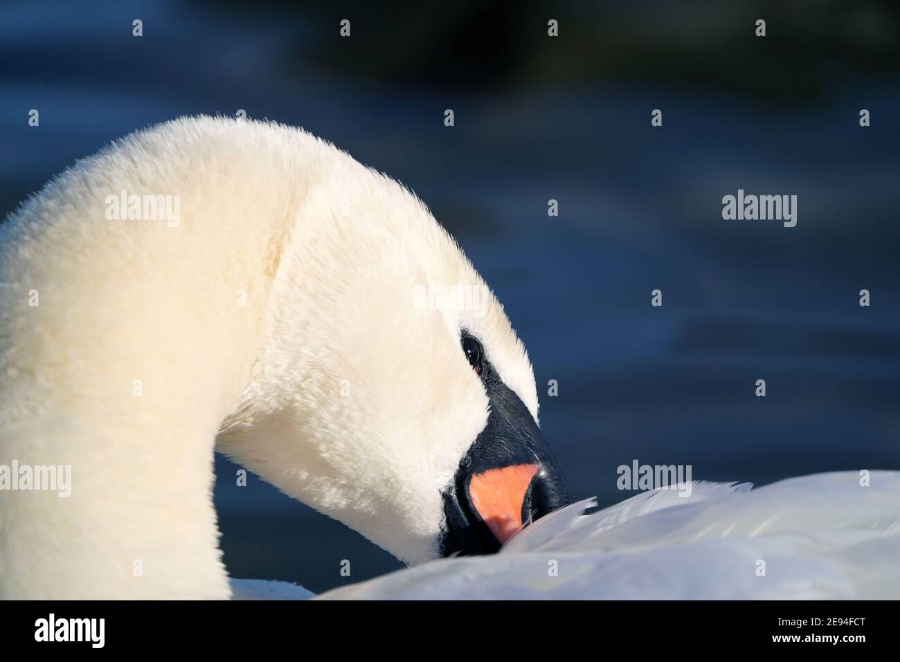 Extinct swan hi-res stock photography and images - Alamy