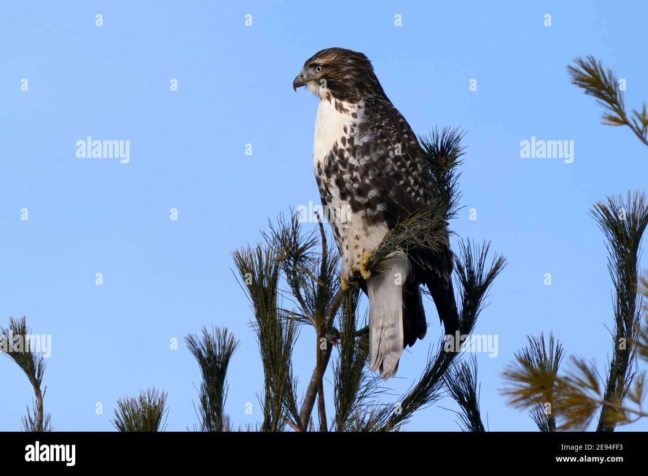 Red Tailed Hawk flying on a winter day or taking off Stock Photo - Alamy