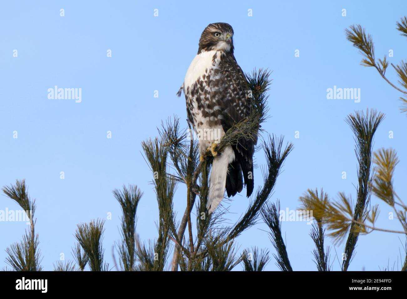 Red Tailed Hawk flying on a winter day or taking off Stock Photo - Alamy