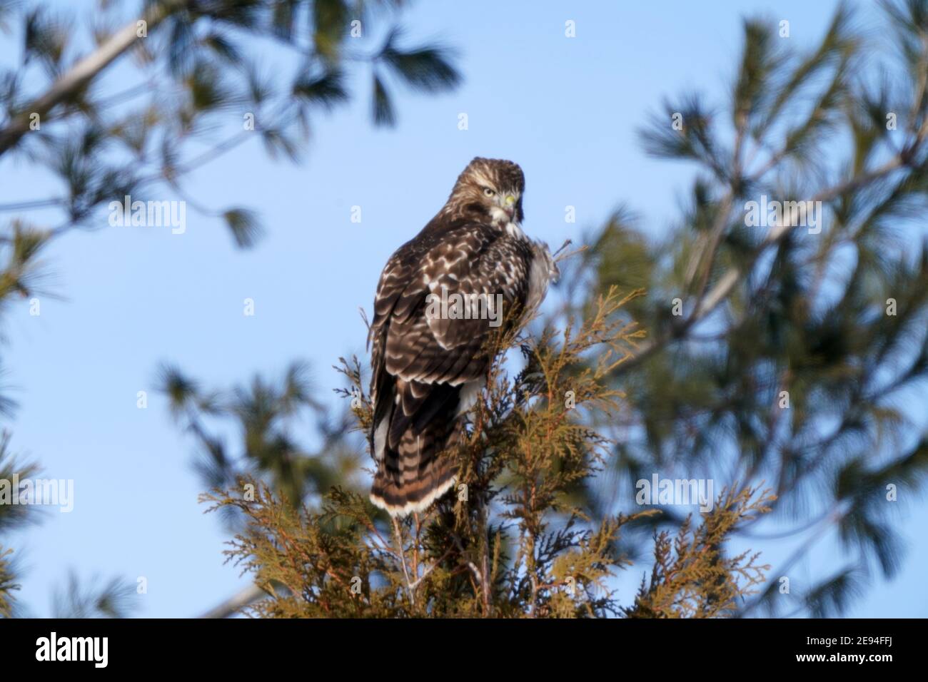 Red Tailed Hawk flying on a winter day or taking off Stock Photo - Alamy