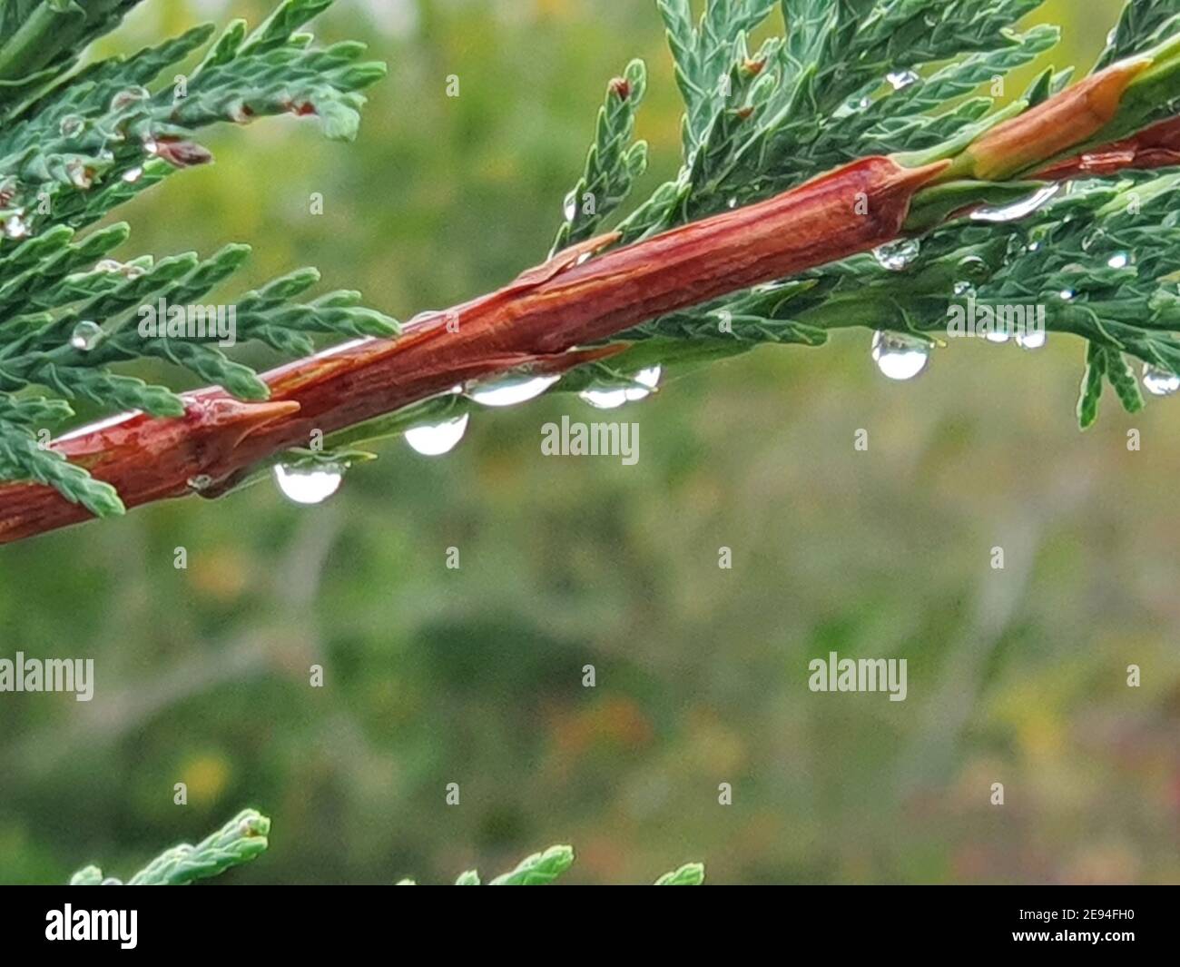 Macro of waterdrops on cypress evergreen tree branch Stock Photo - Alamy