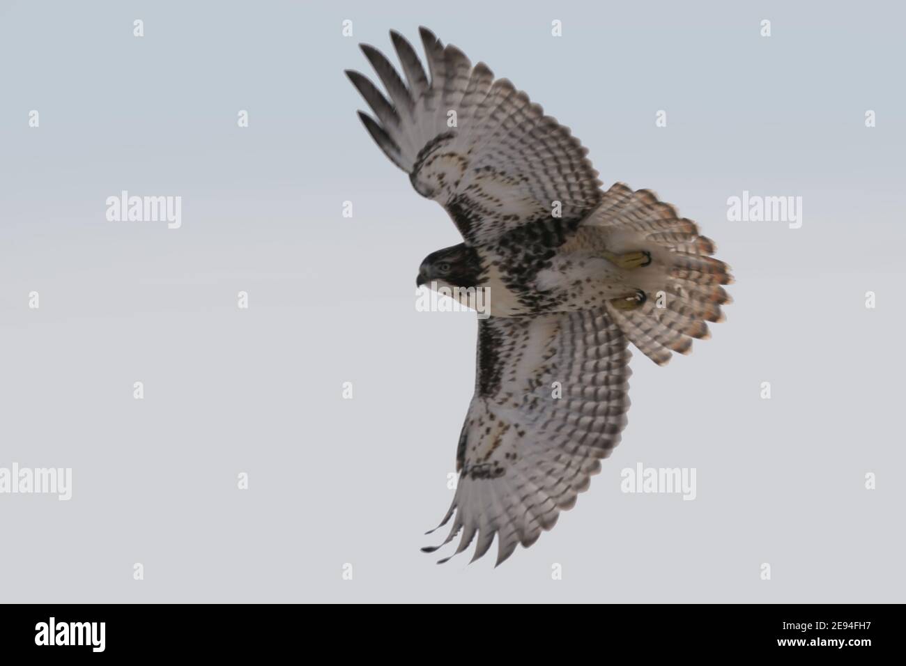 Red Tailed Hawk flying on a winter day or taking off Stock Photo - Alamy