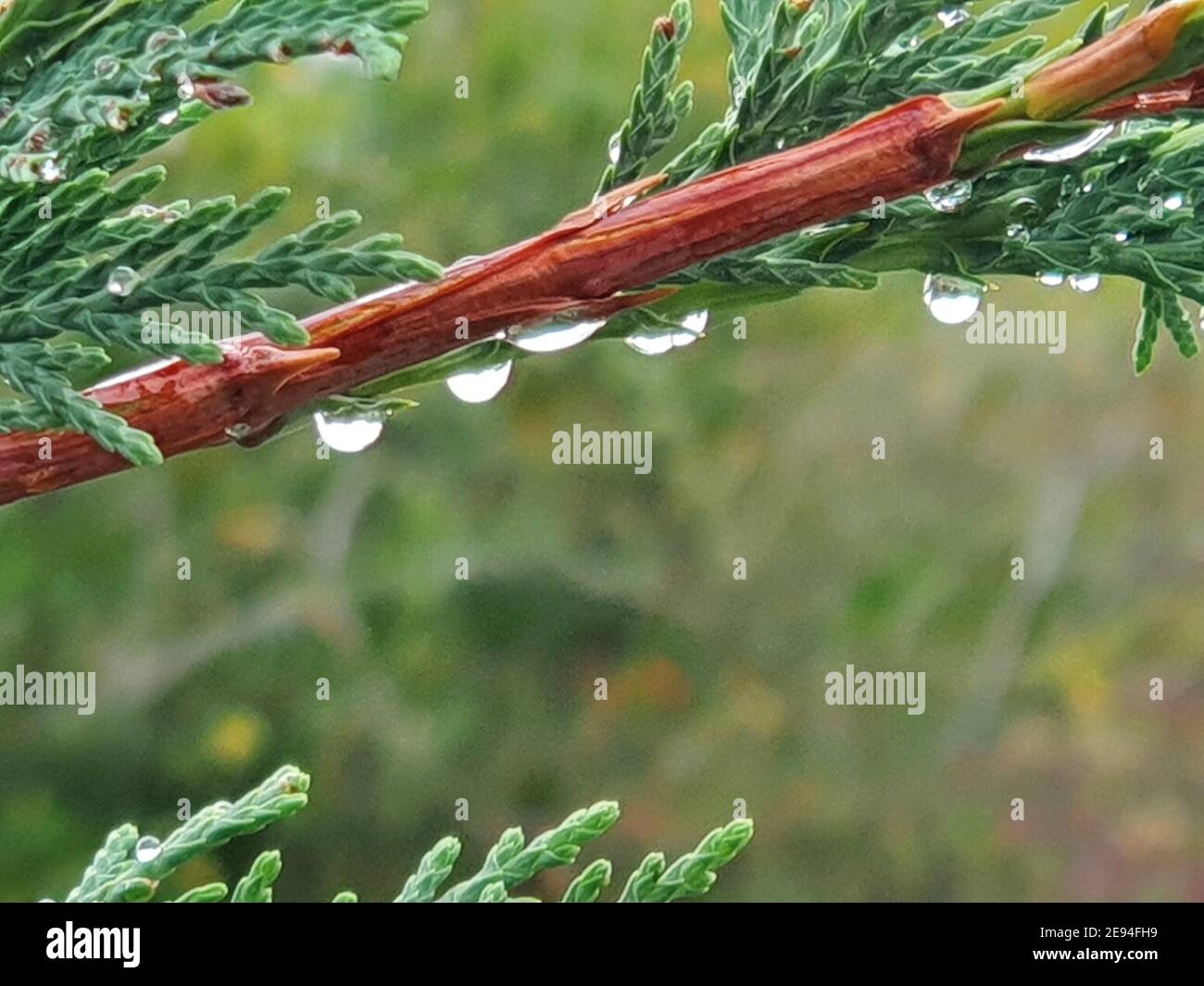 Macro of waterdrops on cypress evergreen tree branch Stock Photo - Alamy