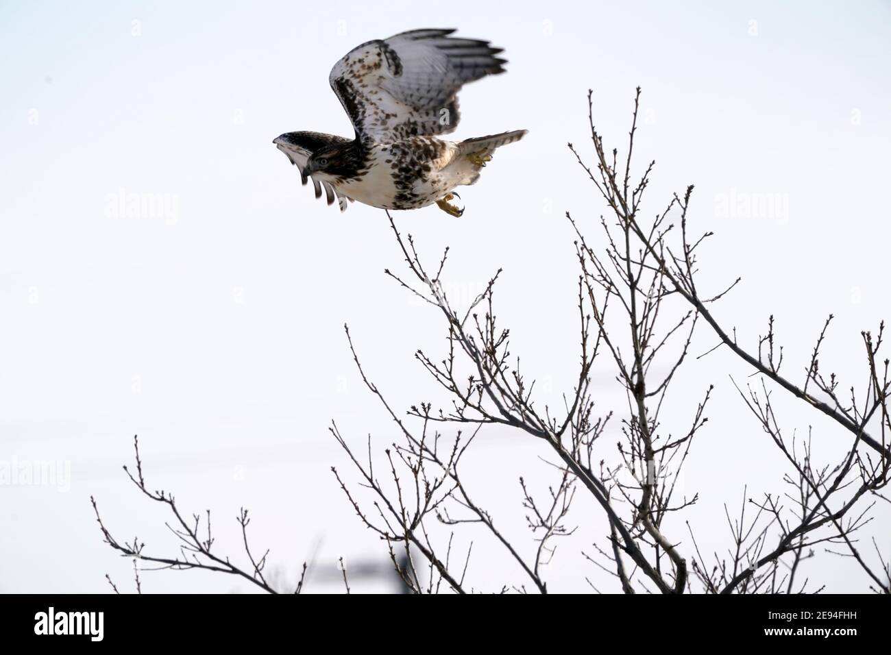 Red Tailed Hawk flying on a winter day or taking off Stock Photo - Alamy