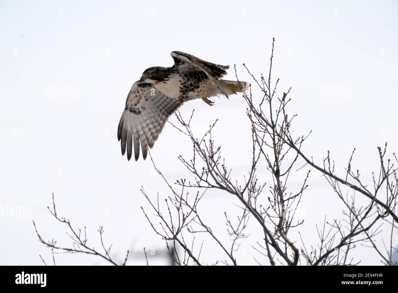 Red Tailed Hawk flying on a winter day or taking off Stock Photo - Alamy